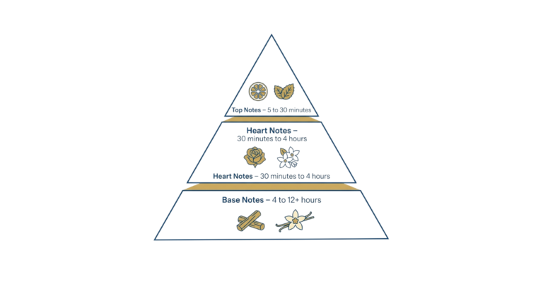 The Ultimate Guide to Fragrance Notes: How Perfumes Are Built, Why They ...